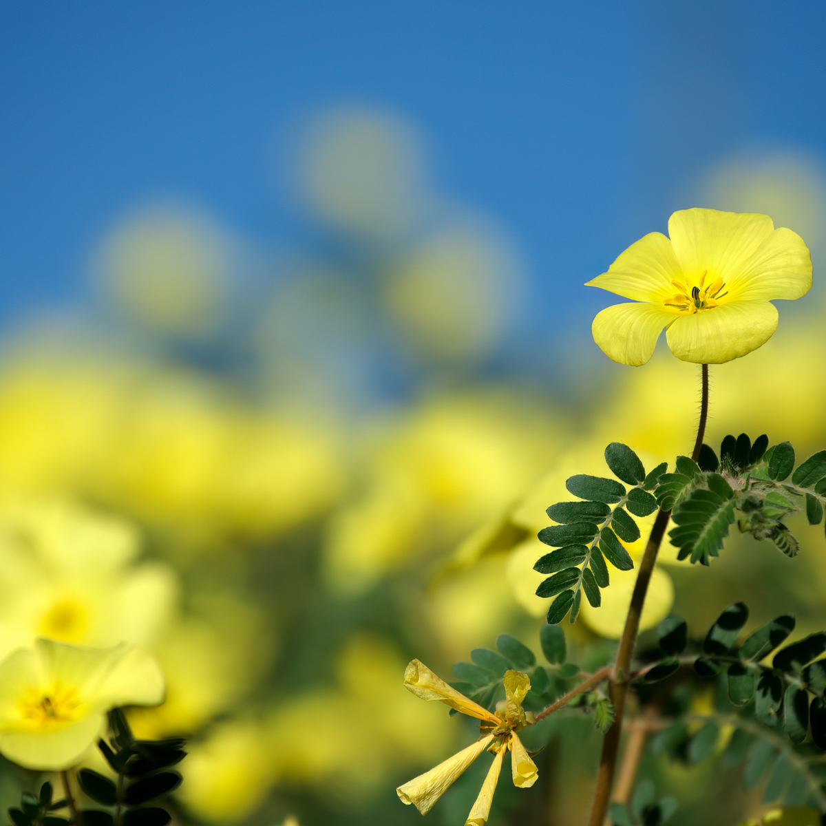 Let’s Get to Know Tribulus: The Power Plant for Enhancing Vitality ...