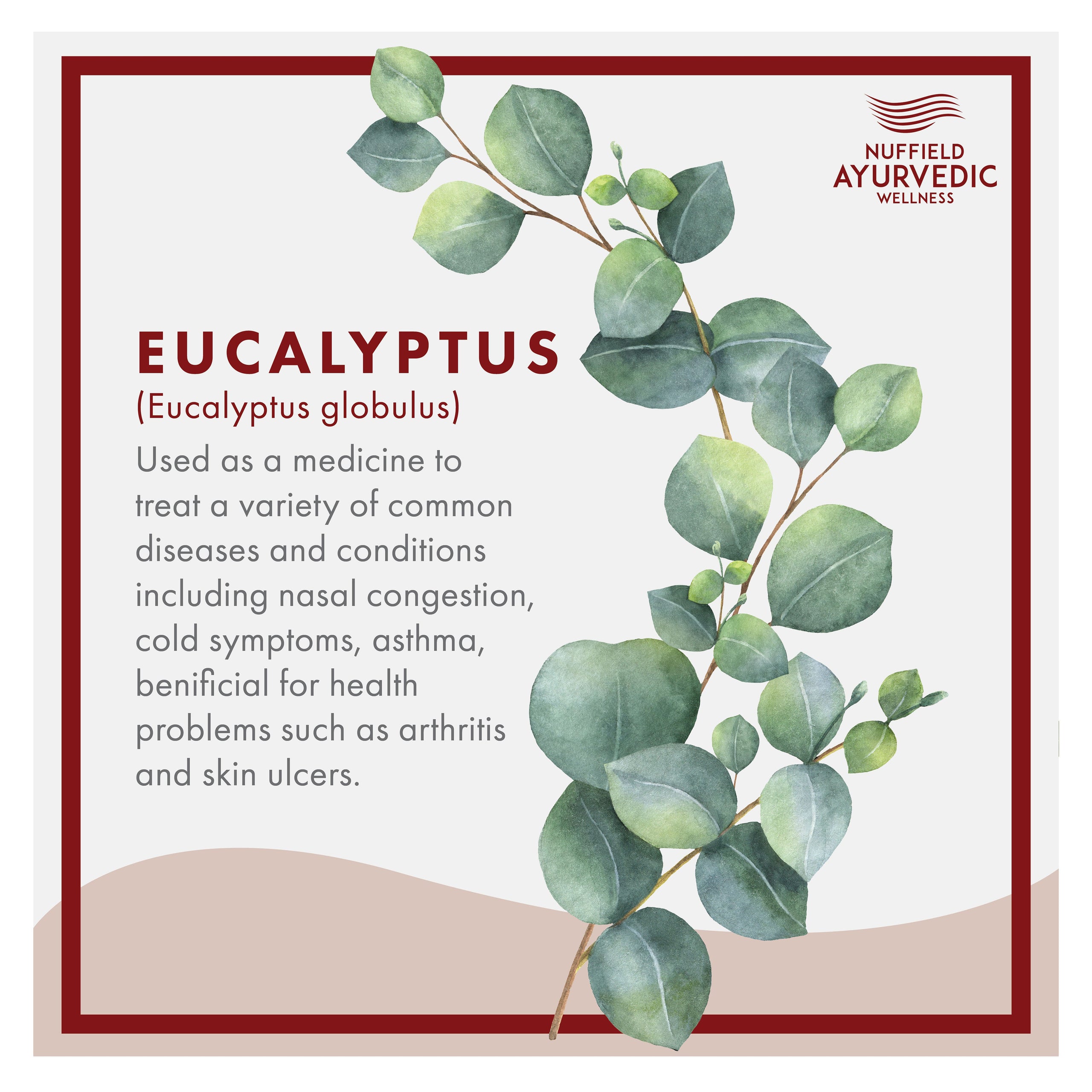 Eucalyptus Essential Oil – Nuffield Pharm